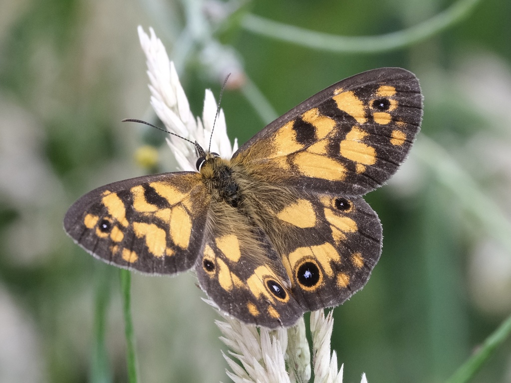 Heteronympha cordace cordace in December 2023 by gggpellas · iNaturalist