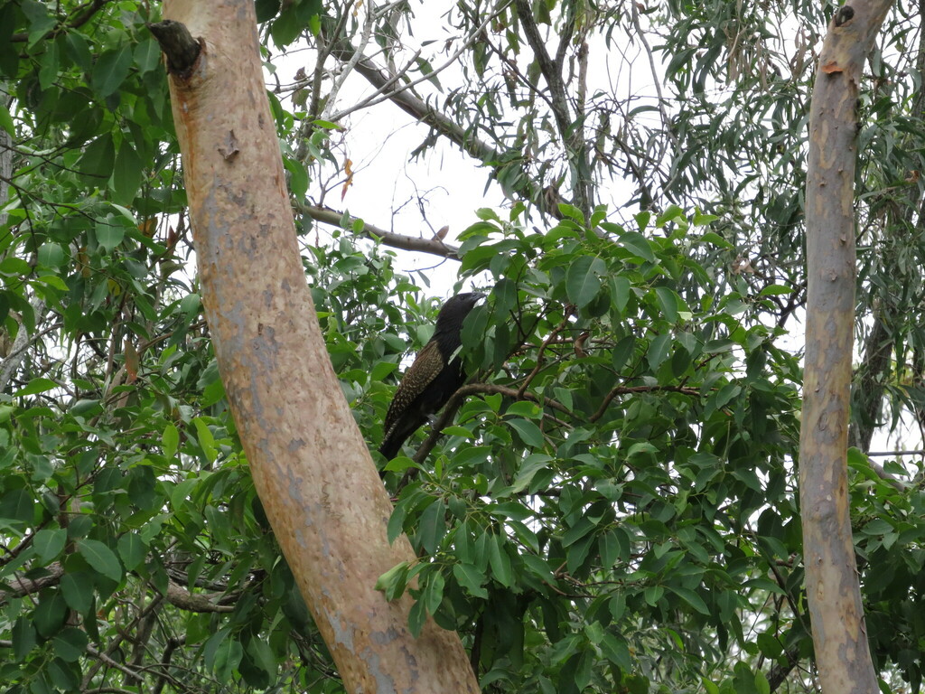 Pheasant Coucal from Brisbane QLD, Australia on December 18, 2023 at 05 ...