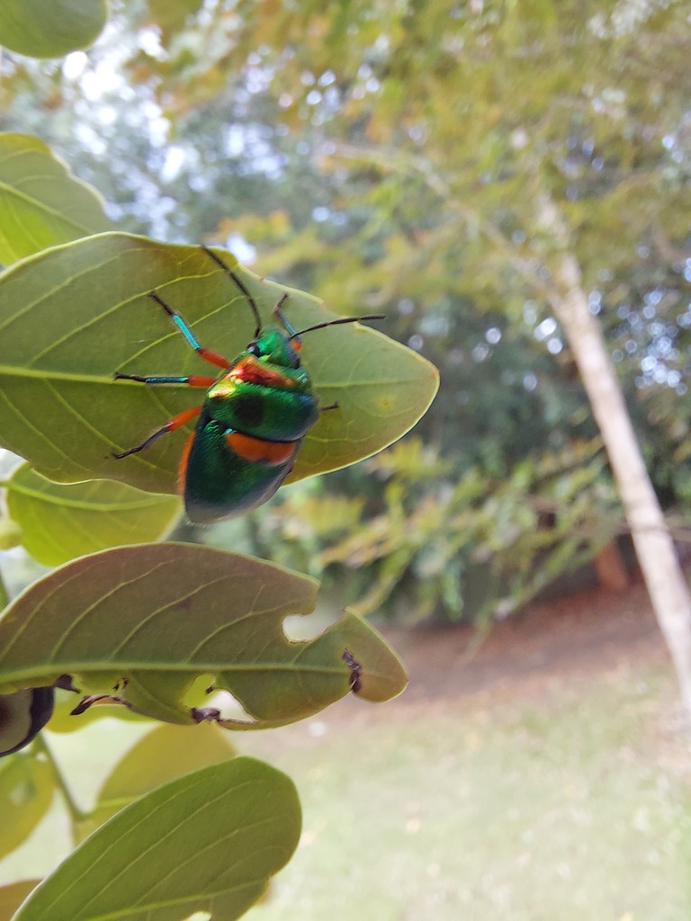 Green Jewel Bug from Brisbane QLD, Australia on December 18, 2023 at 05 ...