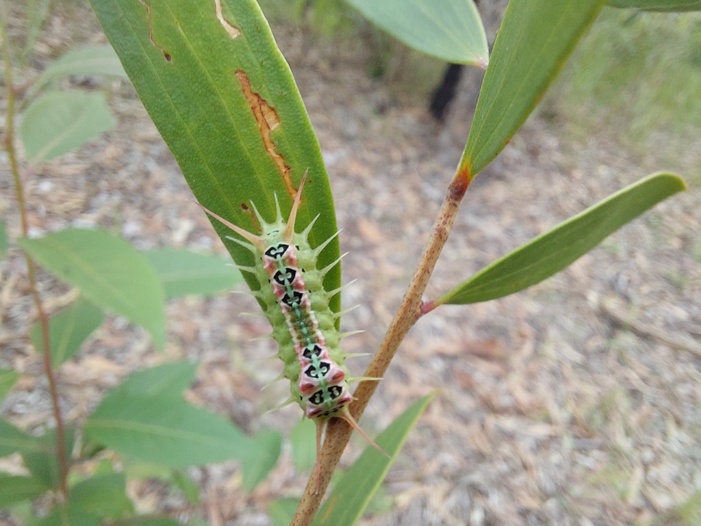 Four-spotted Cup Moth from Brisbane QLD, Australia on December 18, 2023 ...