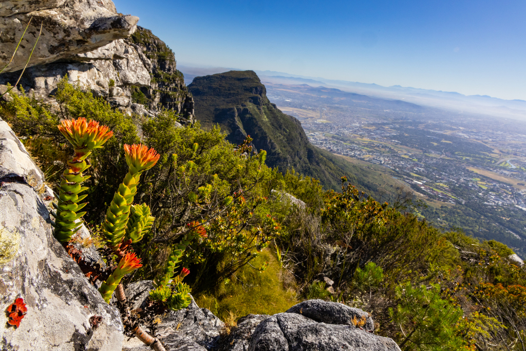 Rochea from Wynberg NU (2), Cape Town, 7824, South Africa on 16 ...