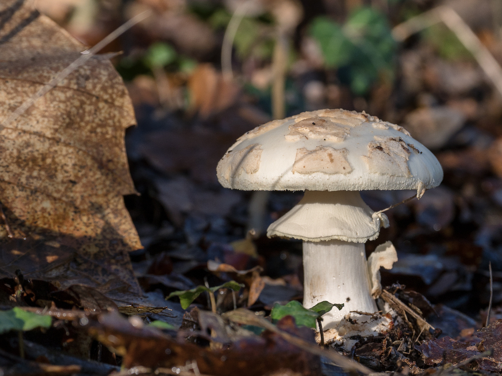 False Death-cap from 35160 Monterfil, France on December 16, 2023 at 01 ...