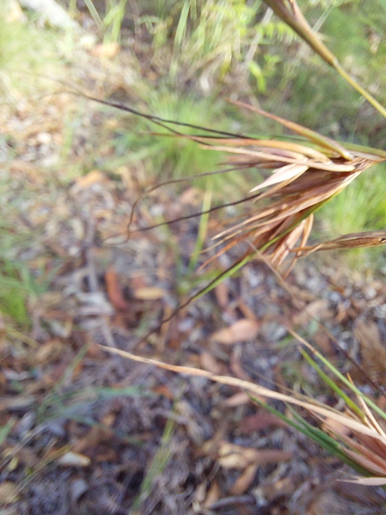 Kangaroo Grass from Brisbane QLD, Australia on December 18, 2023 at 04: ...