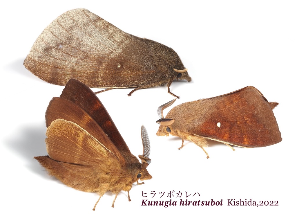 Kunugia hiratsuboi from 奄美群島国立公園, 奄美市, 鹿児島県, JP on December 9, 2023 at ...