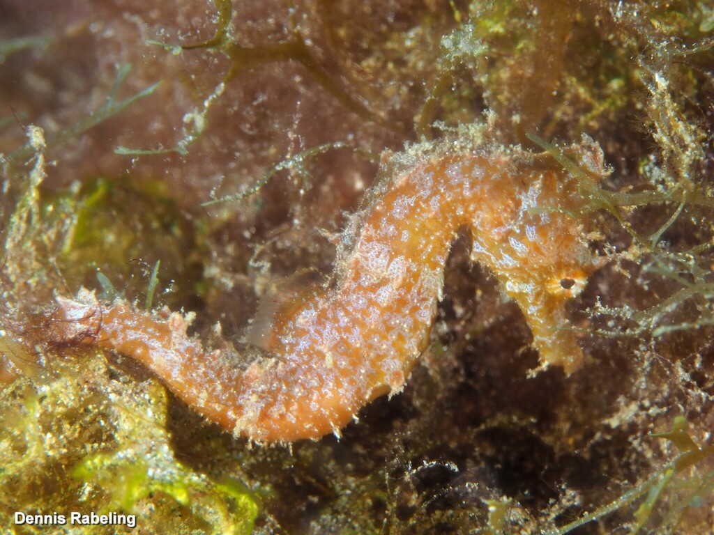 Short-snouted Seahorse in December 2023 by Dennis Rabeling · iNaturalist