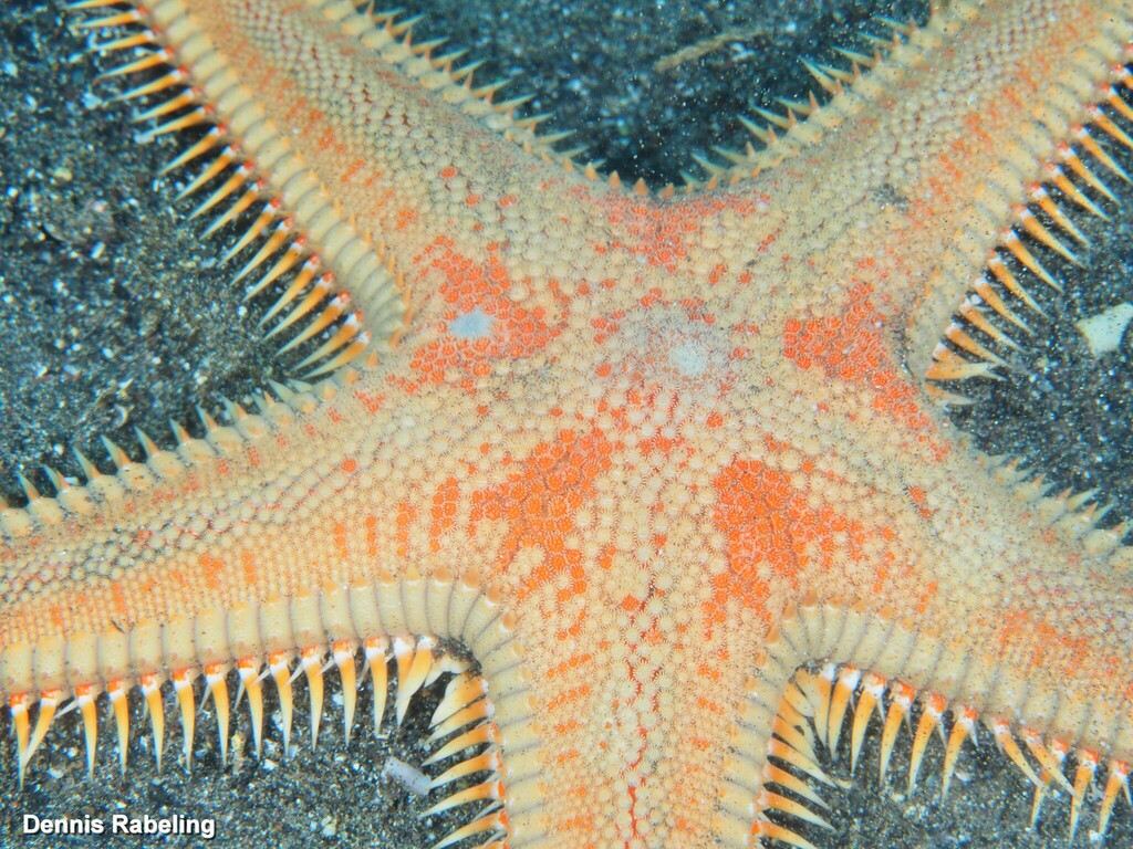 Red Comb Star from Las Palmas, ES-CN, ES on December 9, 2023 at 10:47 ...