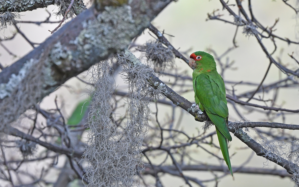 Mitred Parakeet in September 2023 by Christoph Moning · iNaturalist