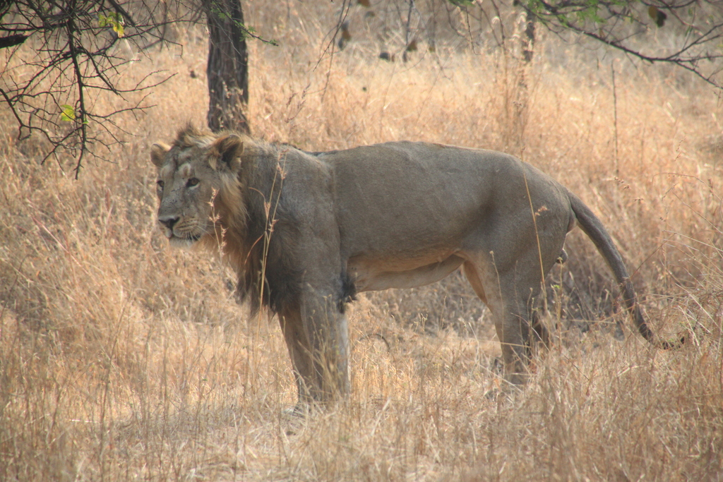 Northern Lion in December 2022 by должанский · iNaturalist