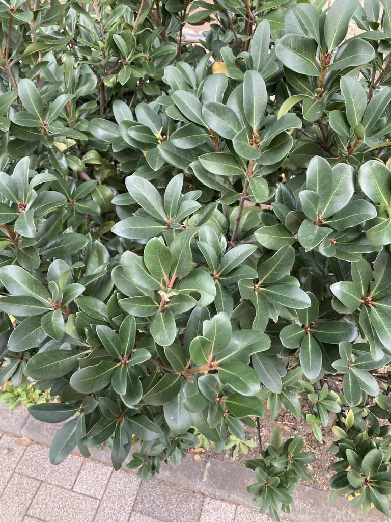 Sexton's Bride from 東京農業大学 - 世田谷キャンバス, 世田谷区, 東京都, JP on December 18 ...