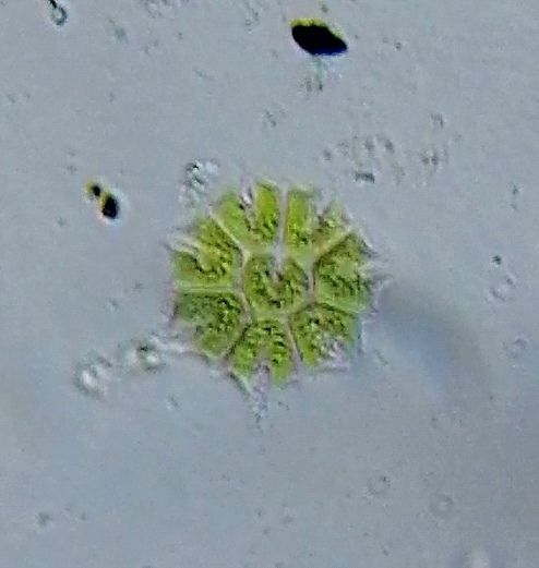 Stauridium tetras from 54°52'23. 83°06'46.0"E, ул. б0 Лет Победы ...