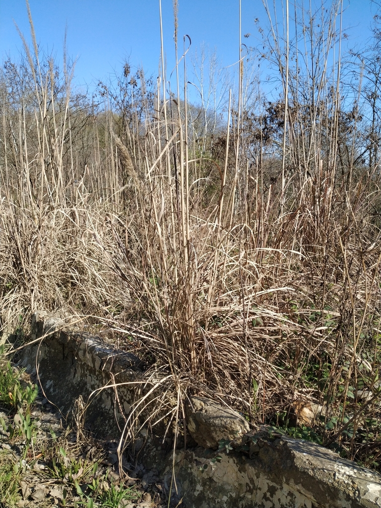 ravenna grass (Poaceae (Grass) of the Pacific Northwest) · iNaturalist