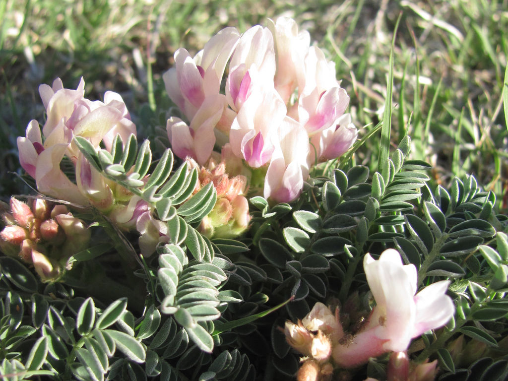 Ground-plum (Astragalus crassicarpus) - Botanical Realm