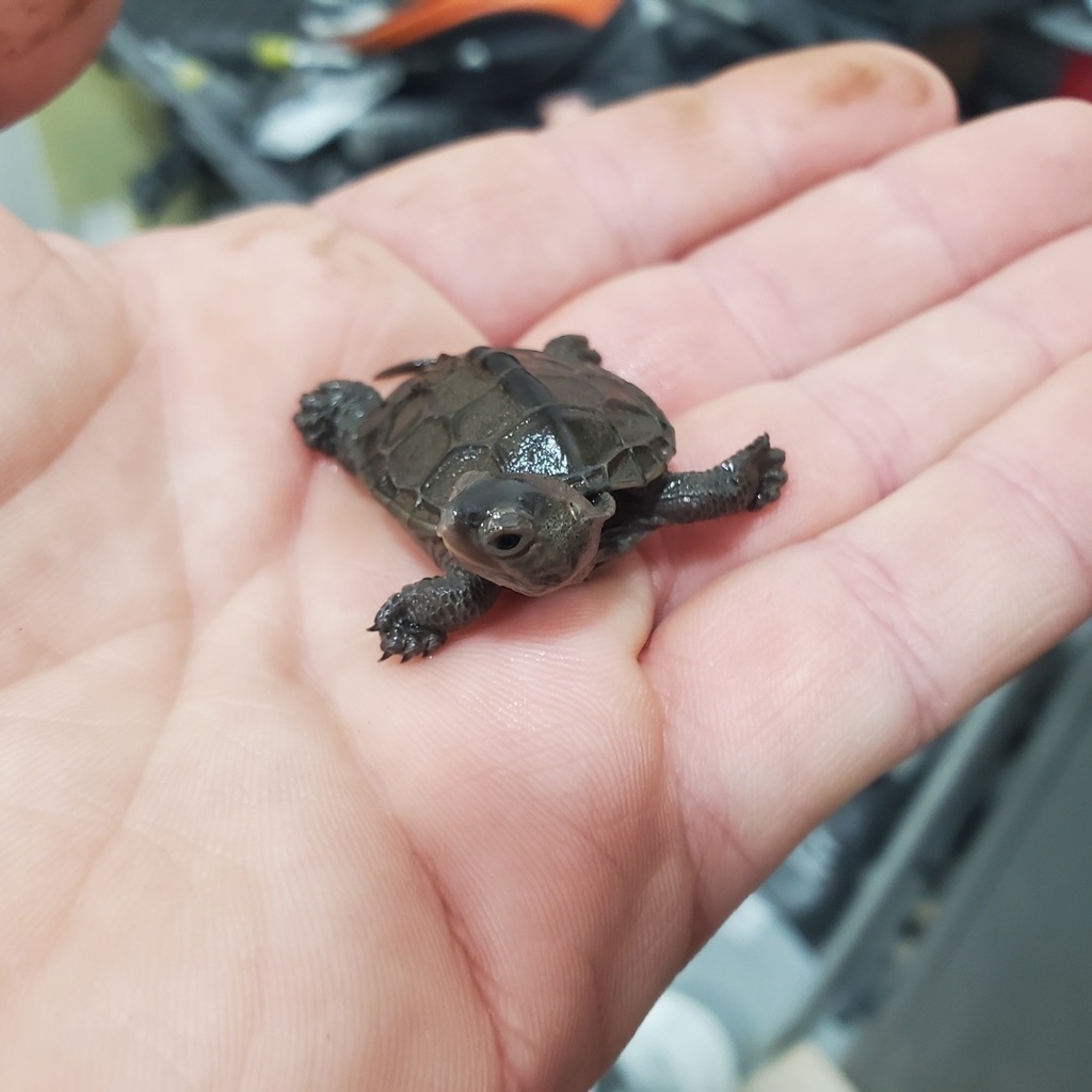 Diamondback Terrapin in December 2023 by coosagirl409 · iNaturalist