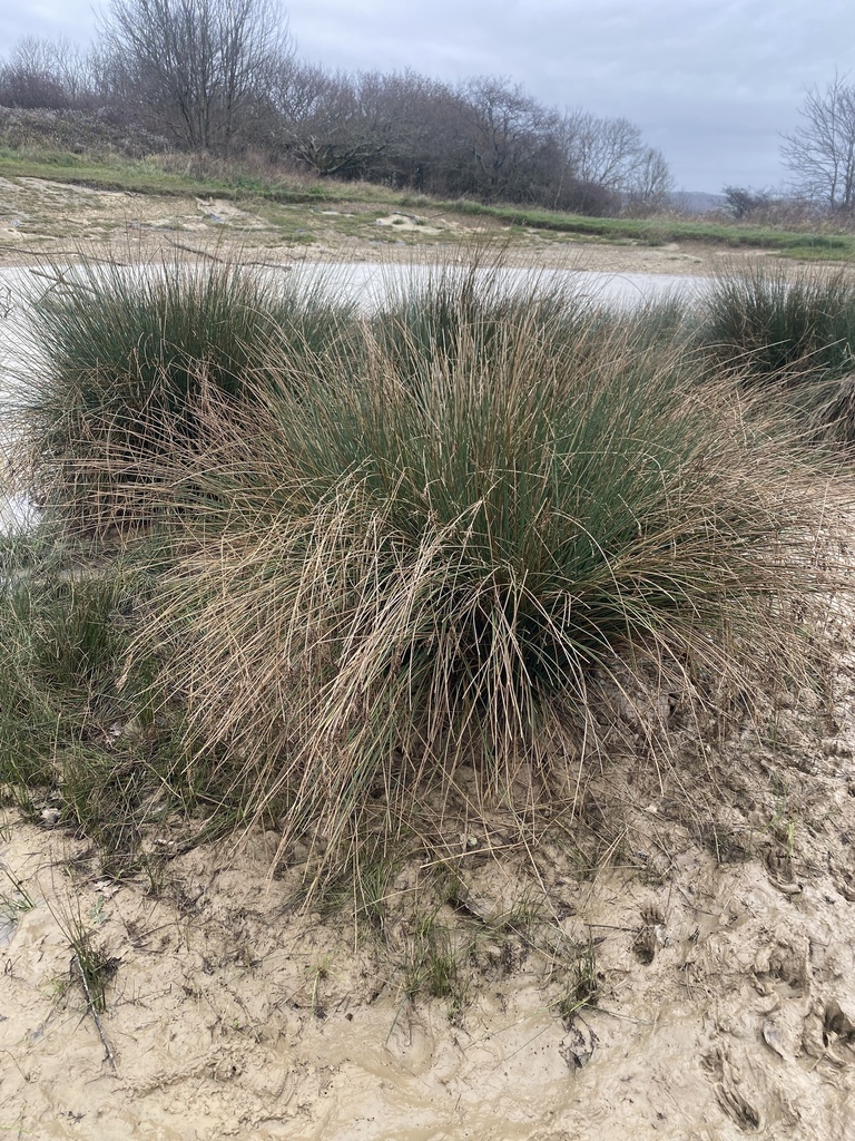rushes from Wild Park, Brighton, England, GB on December 18, 2023 at 01 ...