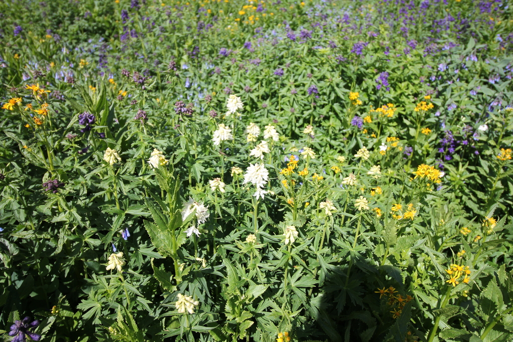 Subalpine Larkspur from Summit County, CO, USA on July 28, 2019 at 10: ...