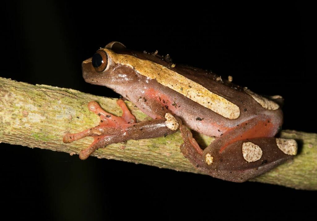 Clown Tree Frog from Tambopata-Provinz, Peru on August 16, 2023 at 05: ...