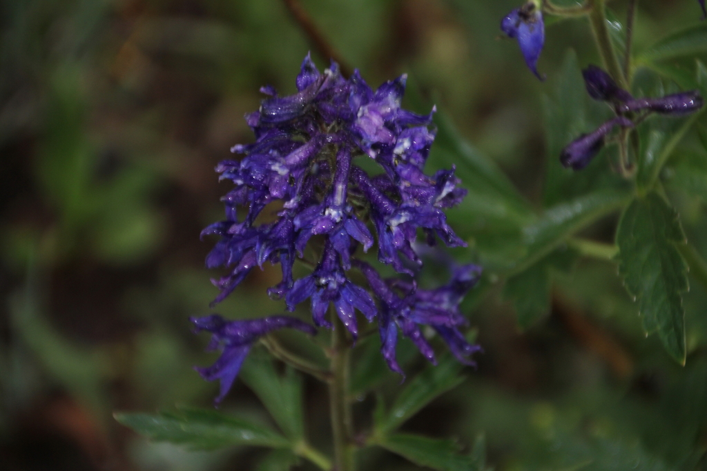 Subalpine Larkspur from Eldora, CO 80466, USA on July 12, 2017 at 09:06 ...