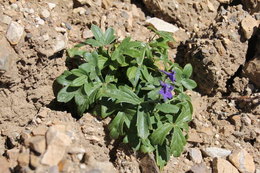 Subalpine Larkspur from Park County, CO, USA on September 26, 2015 at ...