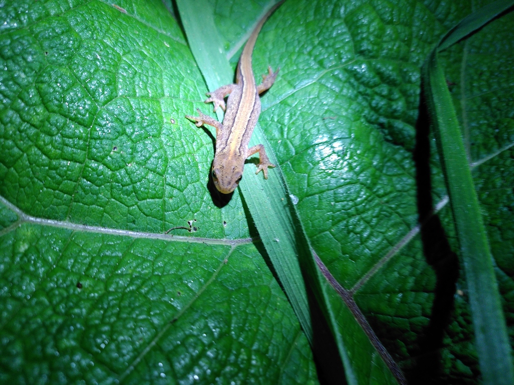 Smooth Newt from Wolverhampton, Verenigd Koninkrijk on September 7 ...