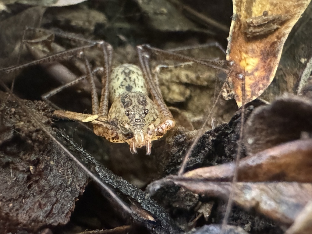 Scytodes atlacoya from Fort Worth Nature Center & Refuge, Fort Worth ...