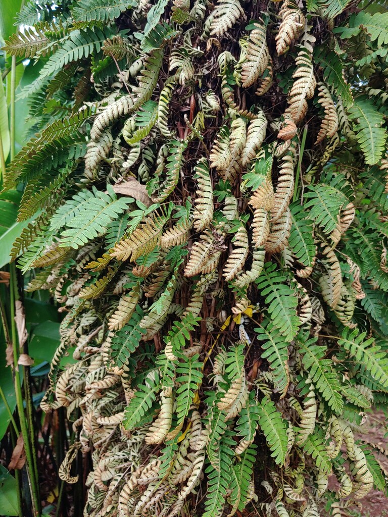 tropical resurrection fern from Mameyes II, Río Grande 00745, Puerto ...