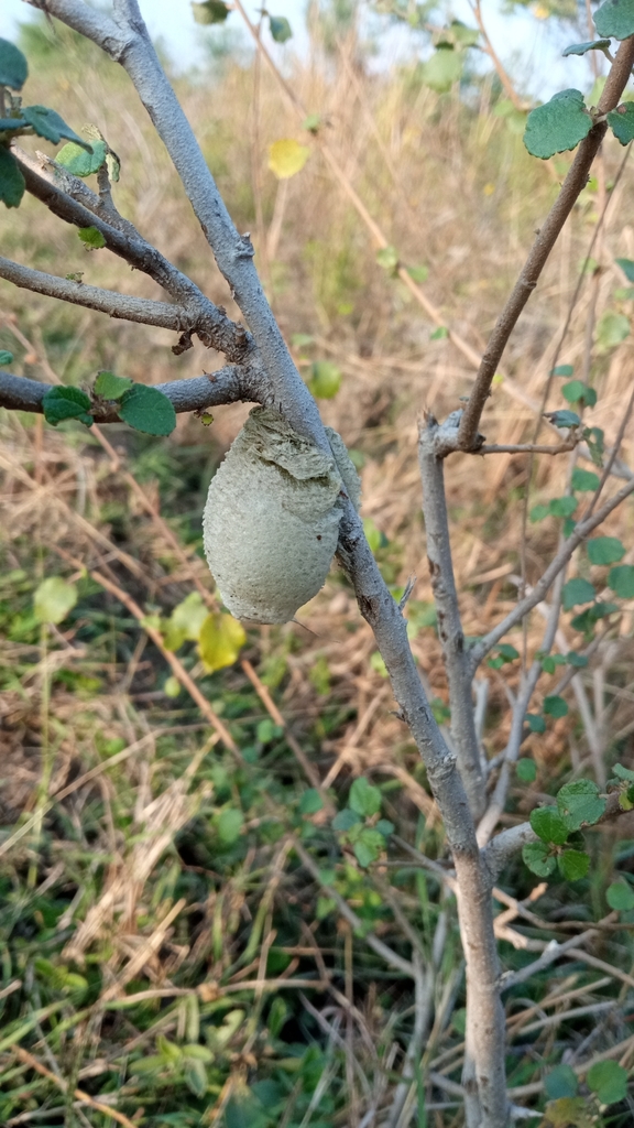 Deiphobe from Akola, IN-MH, IN on December 18, 2023 at 04:20 PM by ...