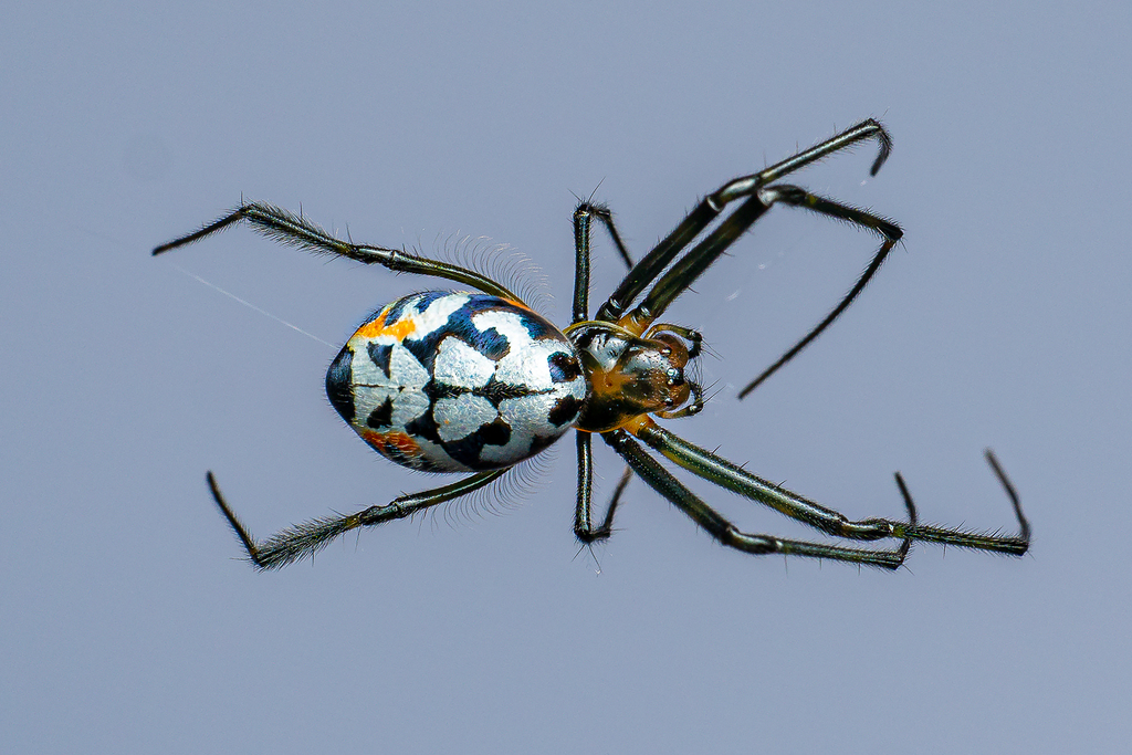 Orange-and-black Pear Spider from Anwarai, Madhya Pradesh 481111, India ...