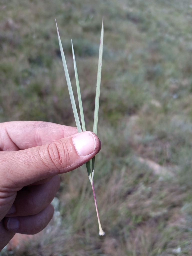 Flaccid Finger Grass from S, 25°21'29. 30°09'33 0, 6th Ave, Emgwenya ...