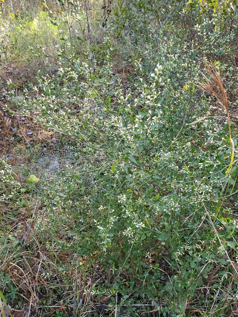 groundsel tree from Hawthorne, FL 32640, USA on December 18, 2023 at 09 ...
