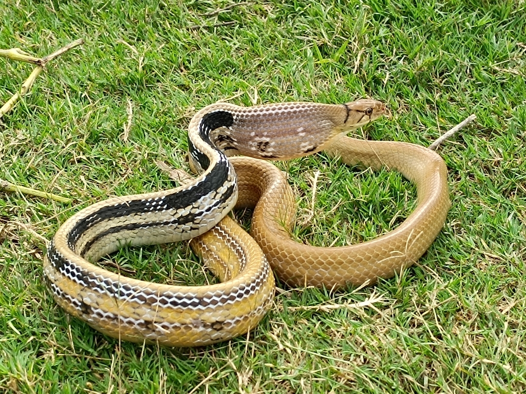Copperhead Rat Snake (Coelognathus radiatus) - Snakes and Lizards