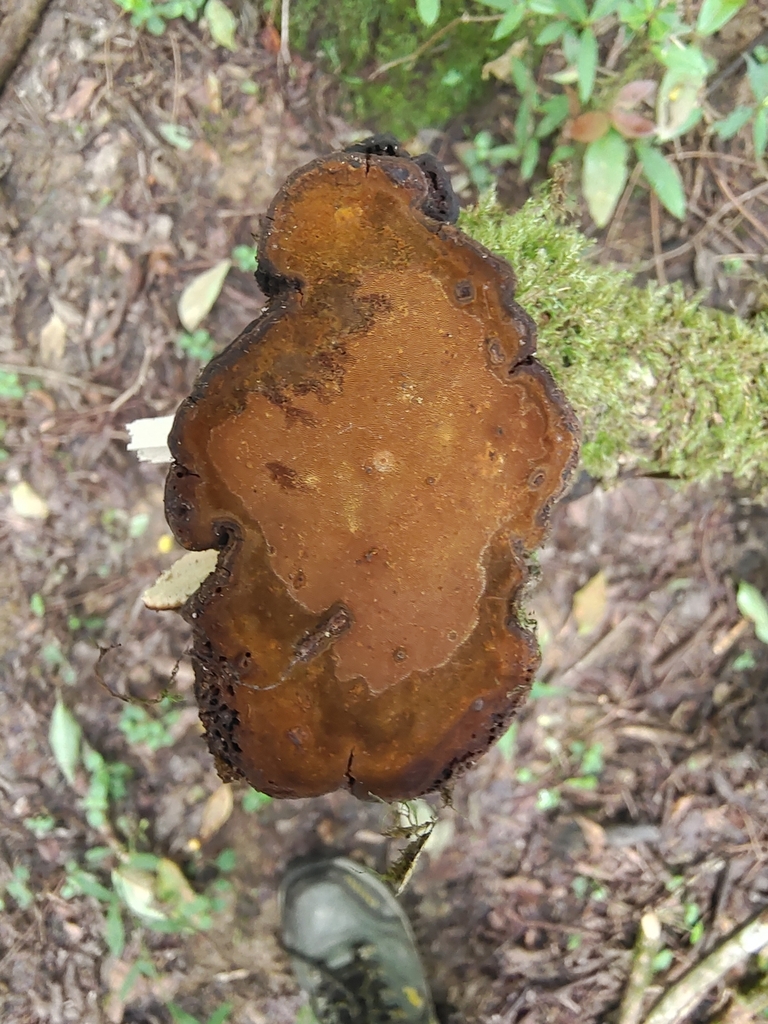 Phylloporia from Yichun, CN-JX, CN on August 13, 2023 at 11:55 AM by ...