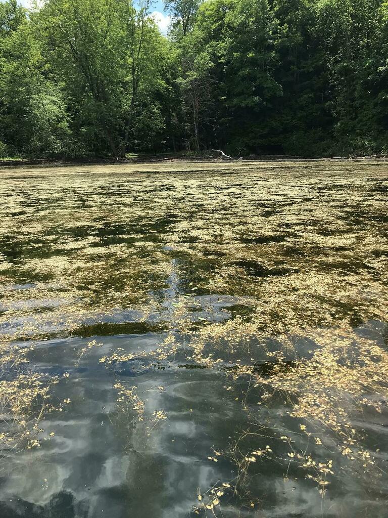 Vasey's Pondweed from Albany County, NY, USA on July 8, 2022 at 01:27 ...