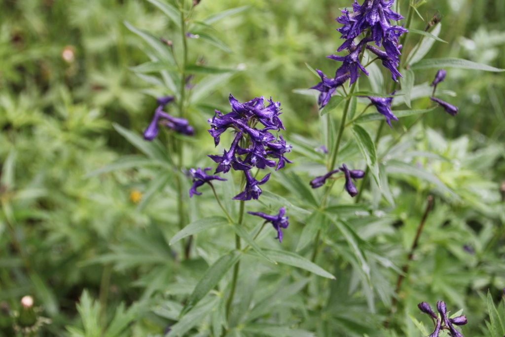 Subalpine Larkspur from Park County, CO, USA on July 28, 2017 at 02:58 ...