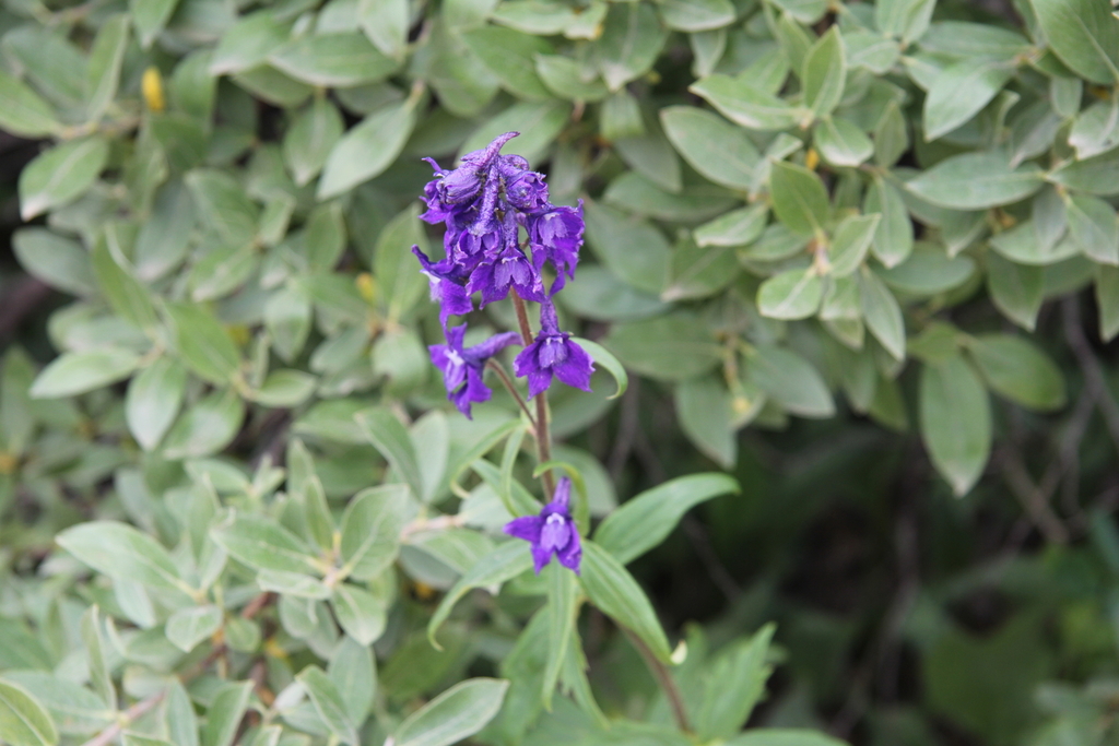 Subalpine Larkspur from Summit County, CO, USA on August 4, 2013 at 01: ...