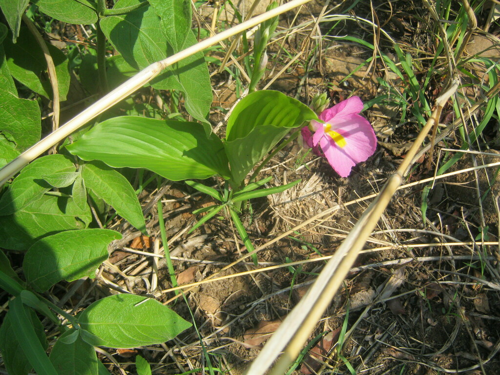 Siphonochilus from Blantyre, Malawi on November 24, 2023 at 08:02 AM by ...
