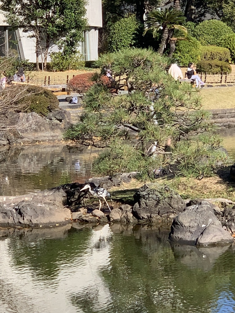 Grey Heron from Former Yasuda Garden, Sumida, Tokyo, JP on December 17 ...