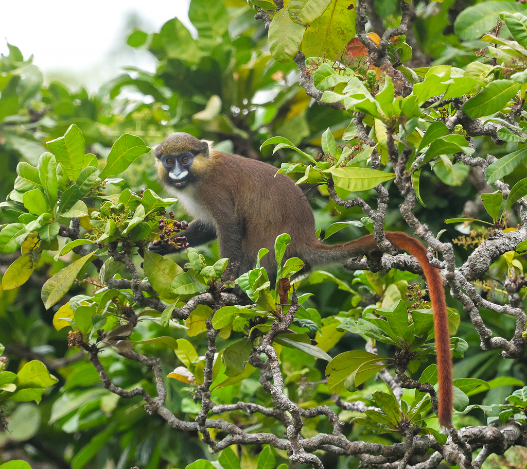 Moustached Monkey from HG5F+GWM Lopé National Park, Gabon on July 4 ...