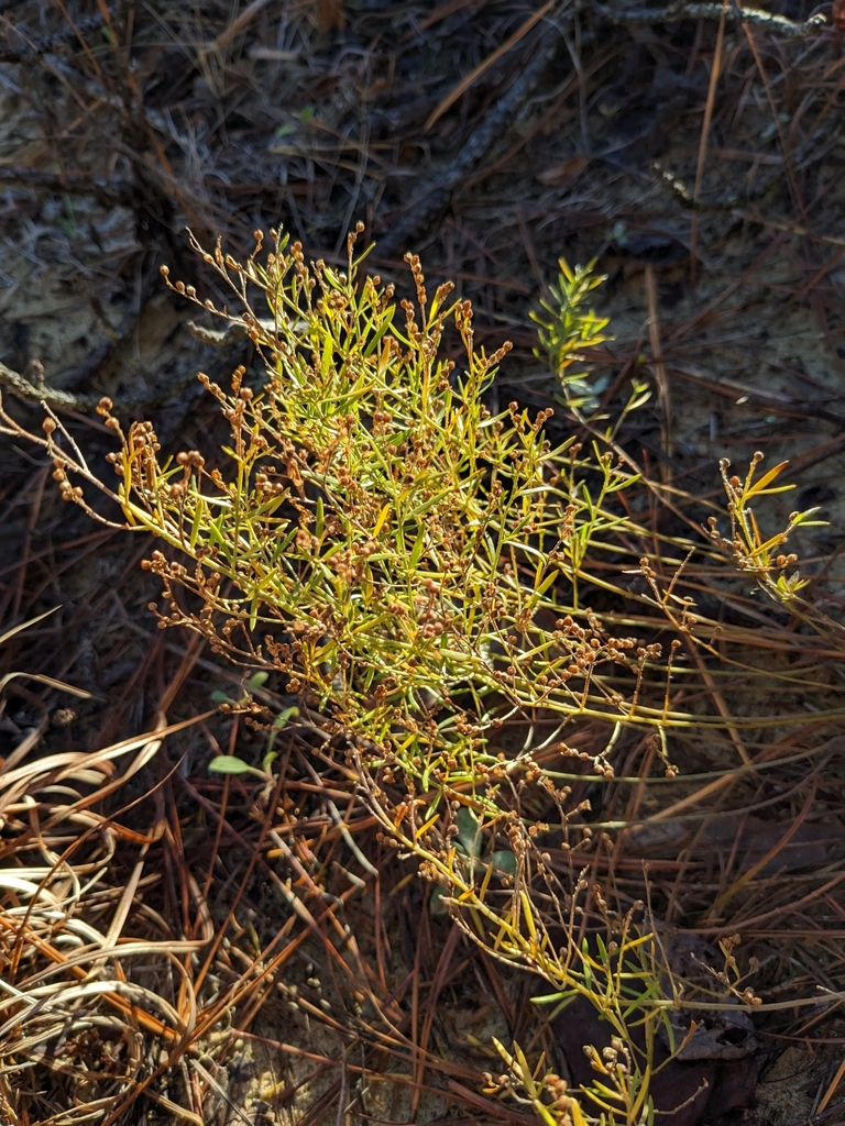 Beach Pinweed from Kill Devil Hills, NC 27948, USA on December 18, 2023 ...