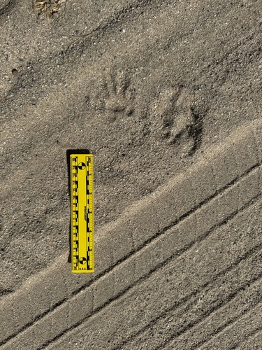 Raccoon Tracks – NatureTracking