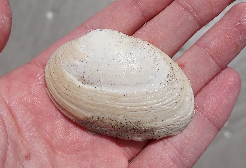 Venus Clams from South Africa on December 18, 2023 at 02:46 PM by ...