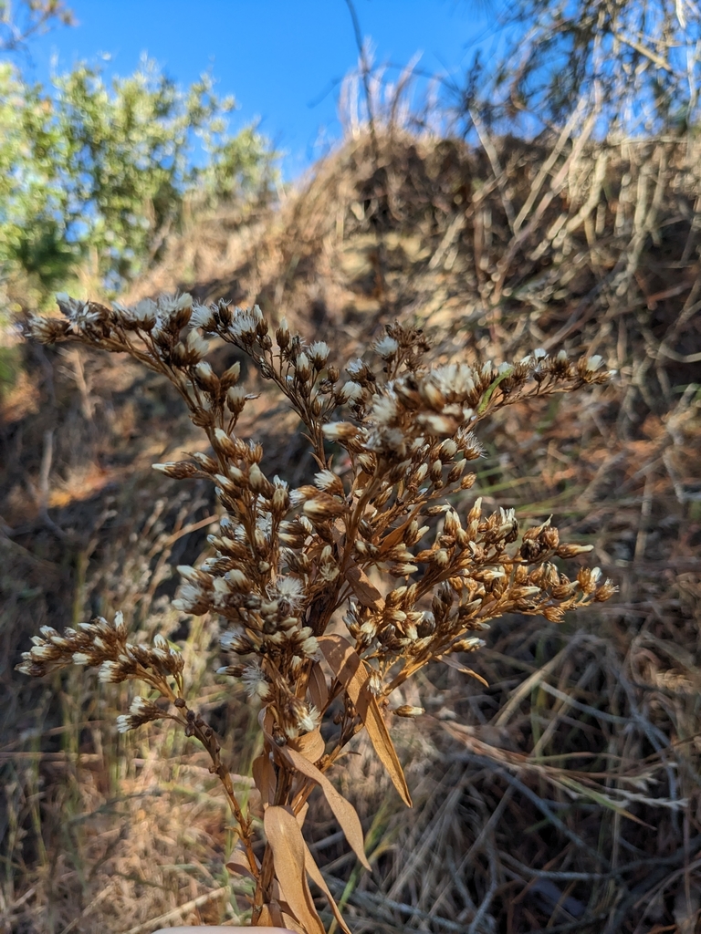 Southern Seaside Goldenrod from Kill Devil Hills, NC 27948, USA on ...