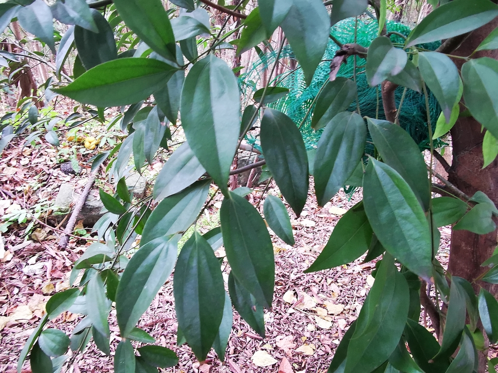 Japanese Cinnamon in December 2023 by ideer · iNaturalist