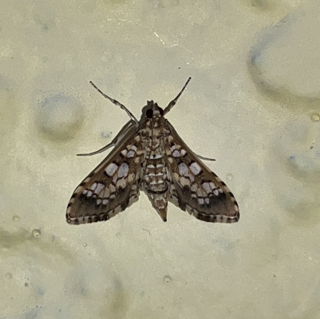 Stained-glass Moth in December 2023 by larvalfishguy · iNaturalist