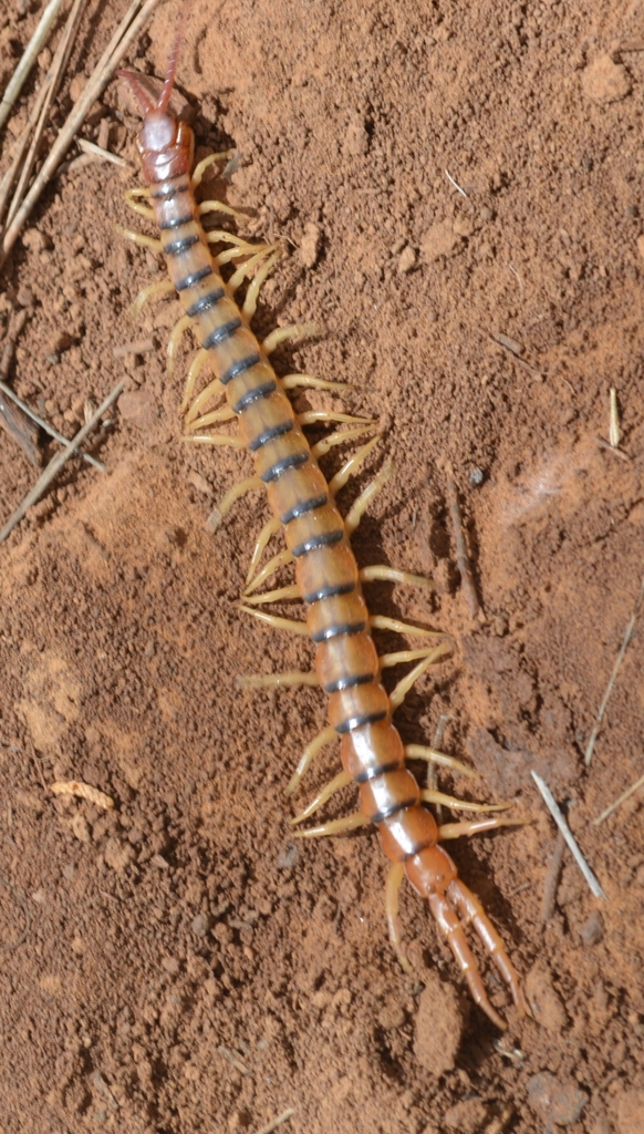 Common Desert Centipede from Sandia Mountain Natural History Center on ...