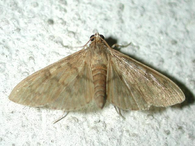 Obscure Psara Moth from Floyd Bennet Field, Brooklyn, NY, USA on August ...