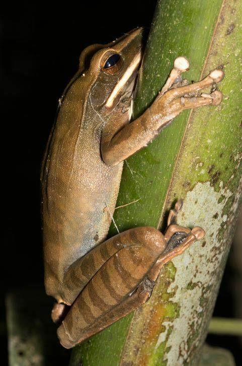Basin Tree Frog from Tambopata-Provinz, Peru on August 17, 2023 at 04: ...