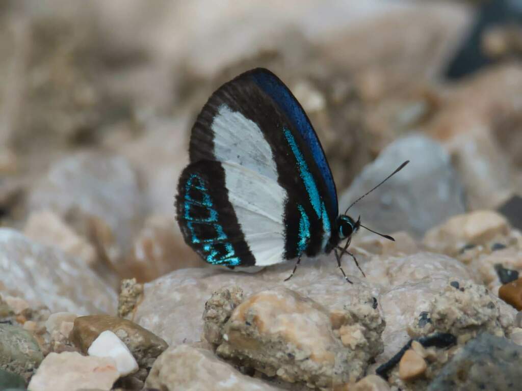 Small Green Banded Blue from North Fly District, Western Province ...