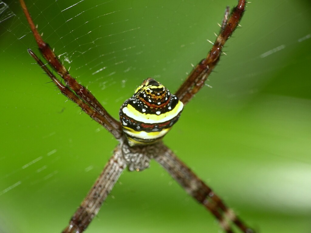 signature spiders from Chapoli Garden on December 9, 2023 at 09:04 AM ...