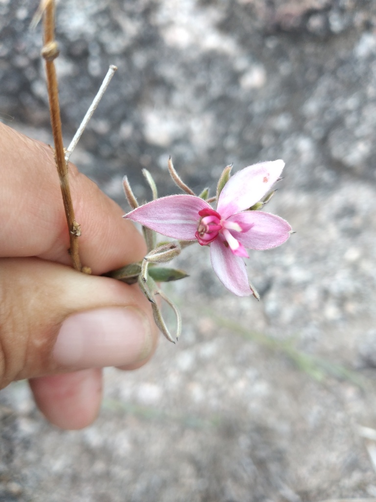 Peruvian Rhatany from Santa Isabel, Ecuador on December 5, 2023 at 03: ...