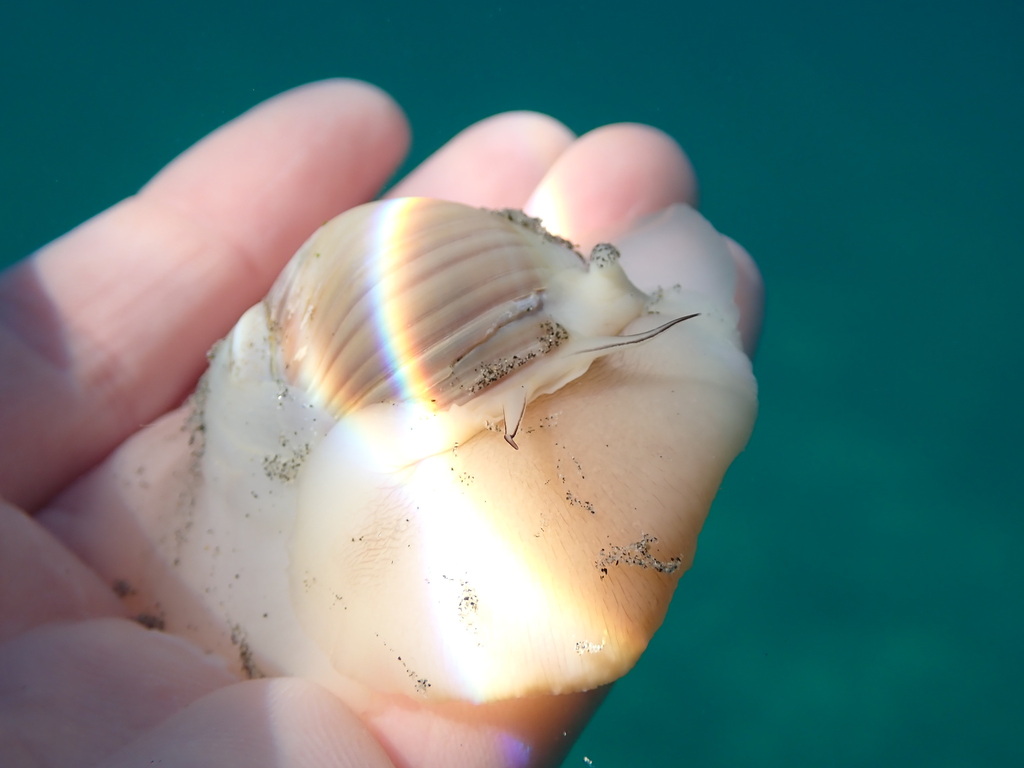 Lewis's Moon Snail in December 2023 by u_phantasticus · iNaturalist